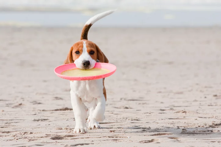 Top 4 Best Dog Beaches Near Plymouth Meeting, PA | Veterinary Village