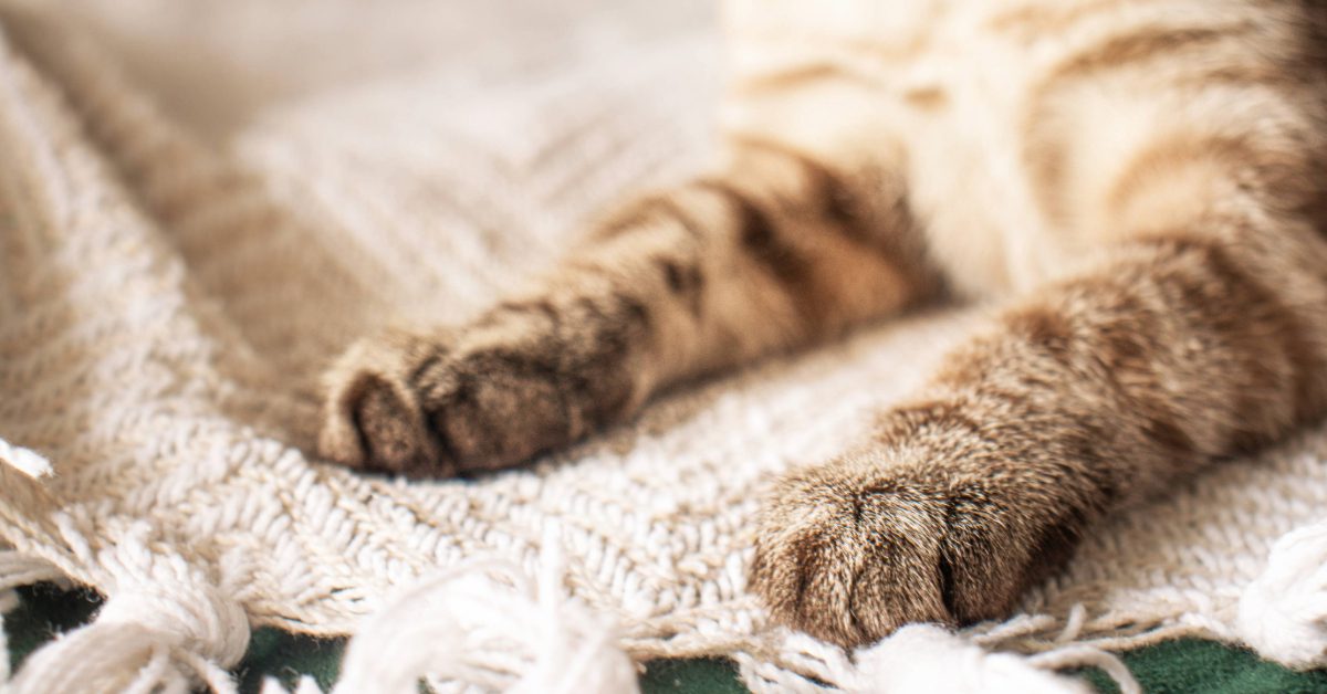 Veterinarian and Animal Hospital in Plymouth Meeting, PA | Veterinary ...